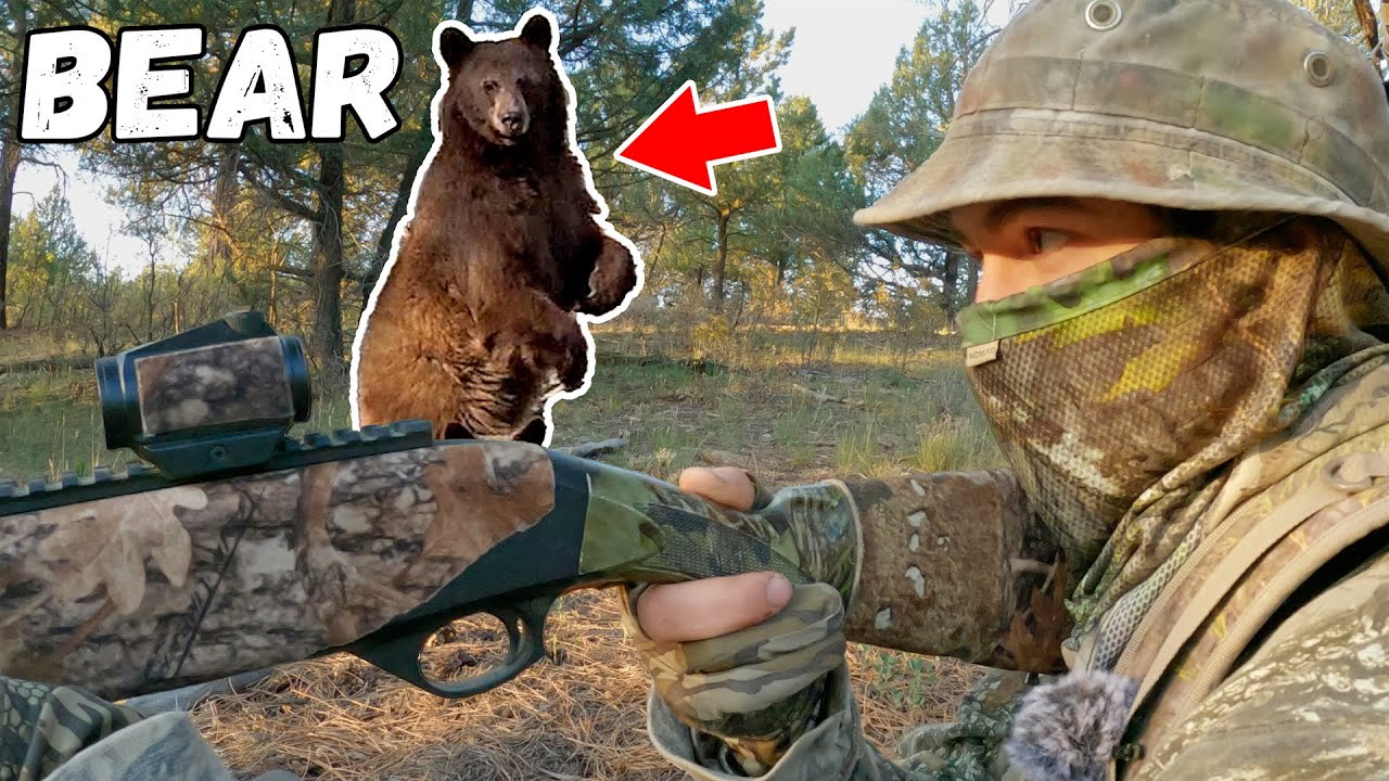 GRIZZLY or BLACK Bear?? Public Land Hunting in Colorado - YouTube