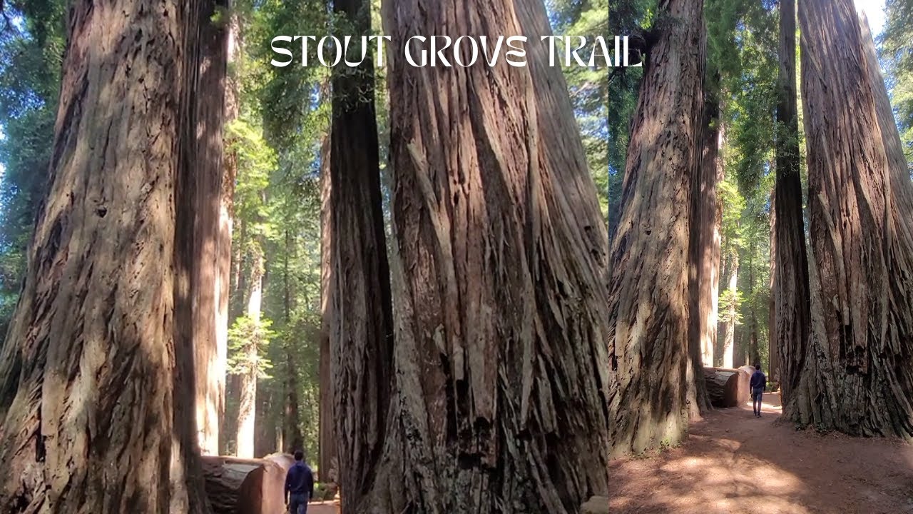 Walk the Stout Grove Trail - YouTube