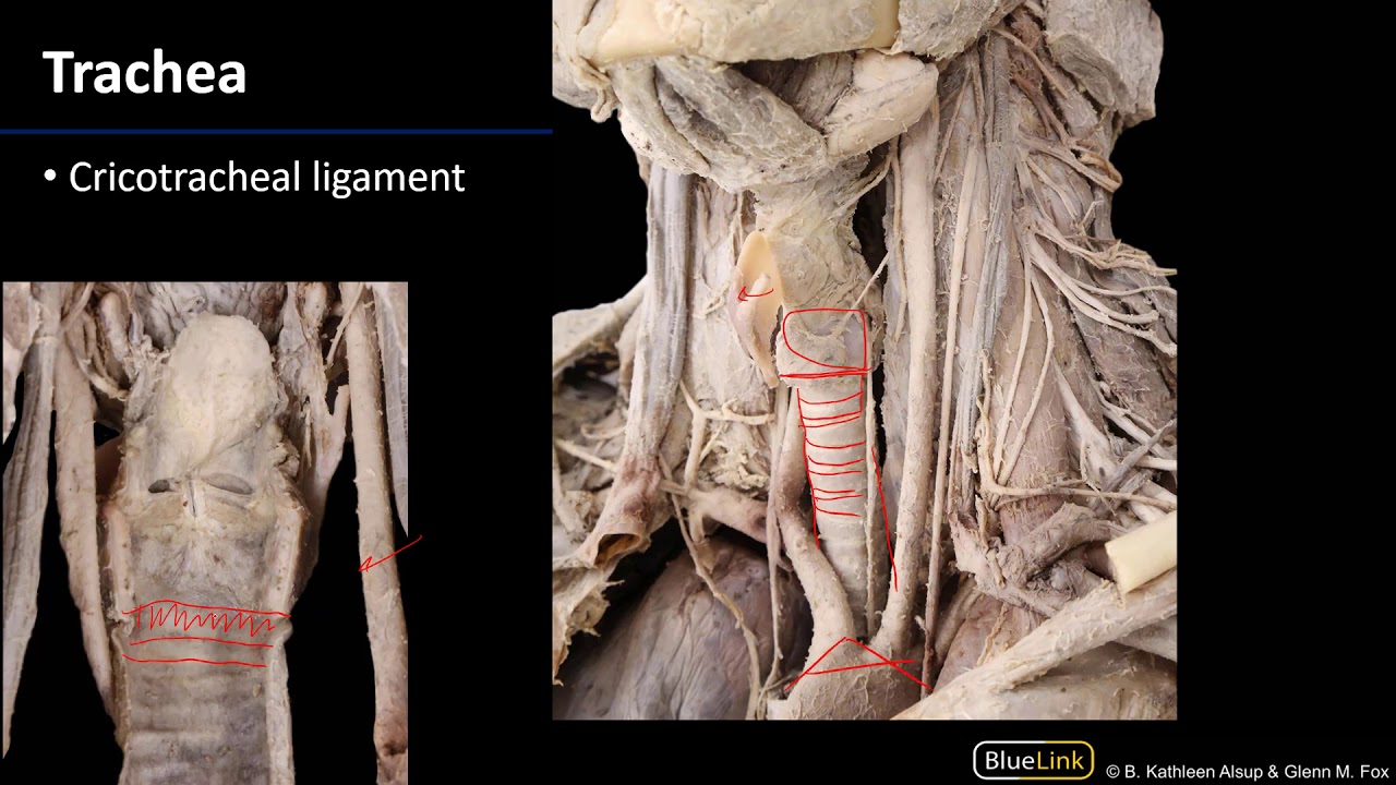 Larynx and Pharynx - Trachea - YouTube