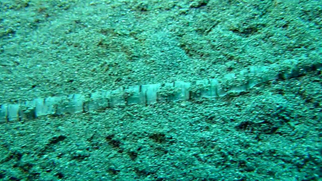 Nemertine worm - YouTube