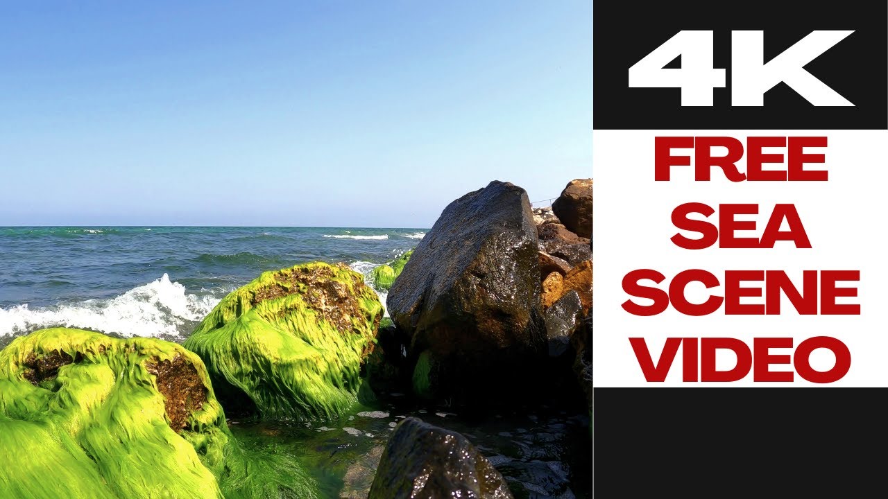 nature 4K 641 🌳 Free Sea Scene Video - YouTube