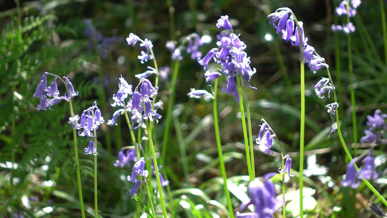 Bluebells in May - YouTube