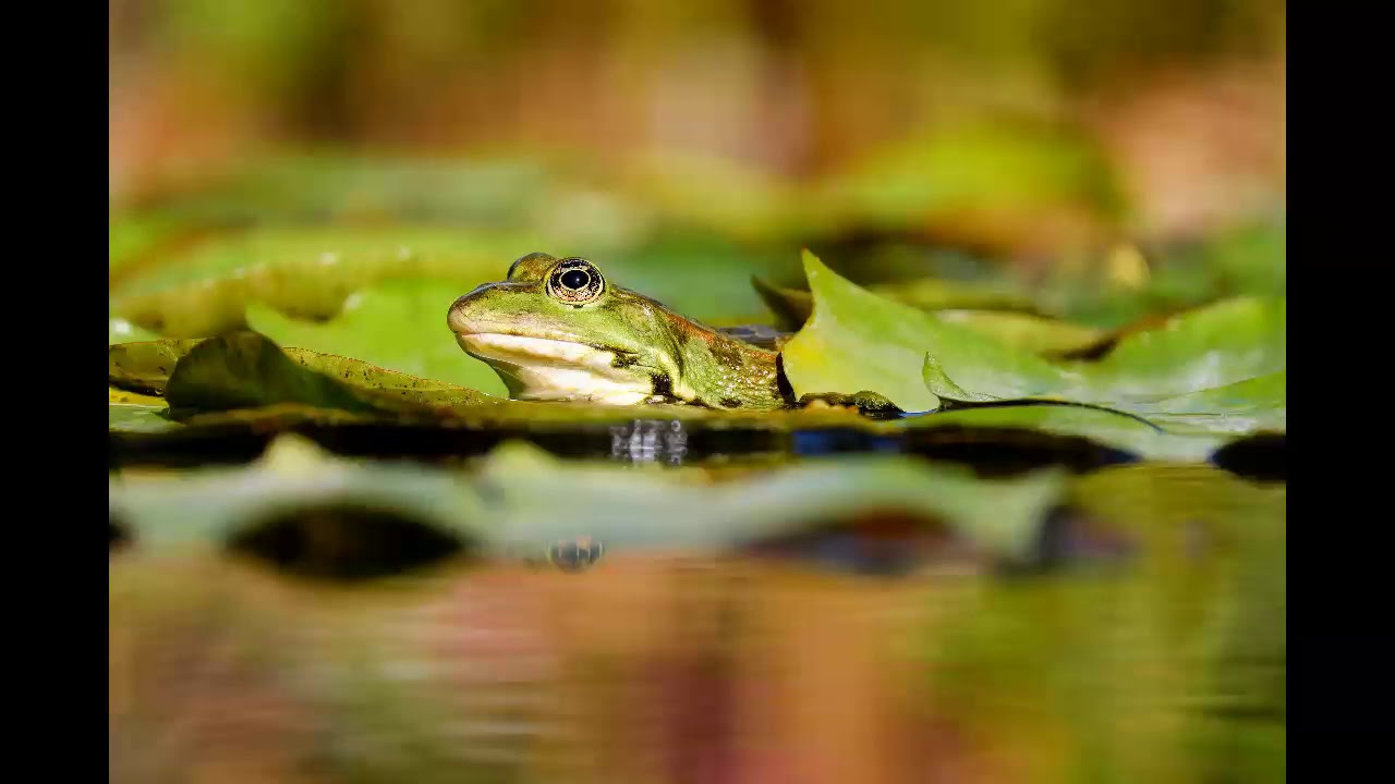 Springtime frogs, relaxation, meditation, and peace. - YouTube
