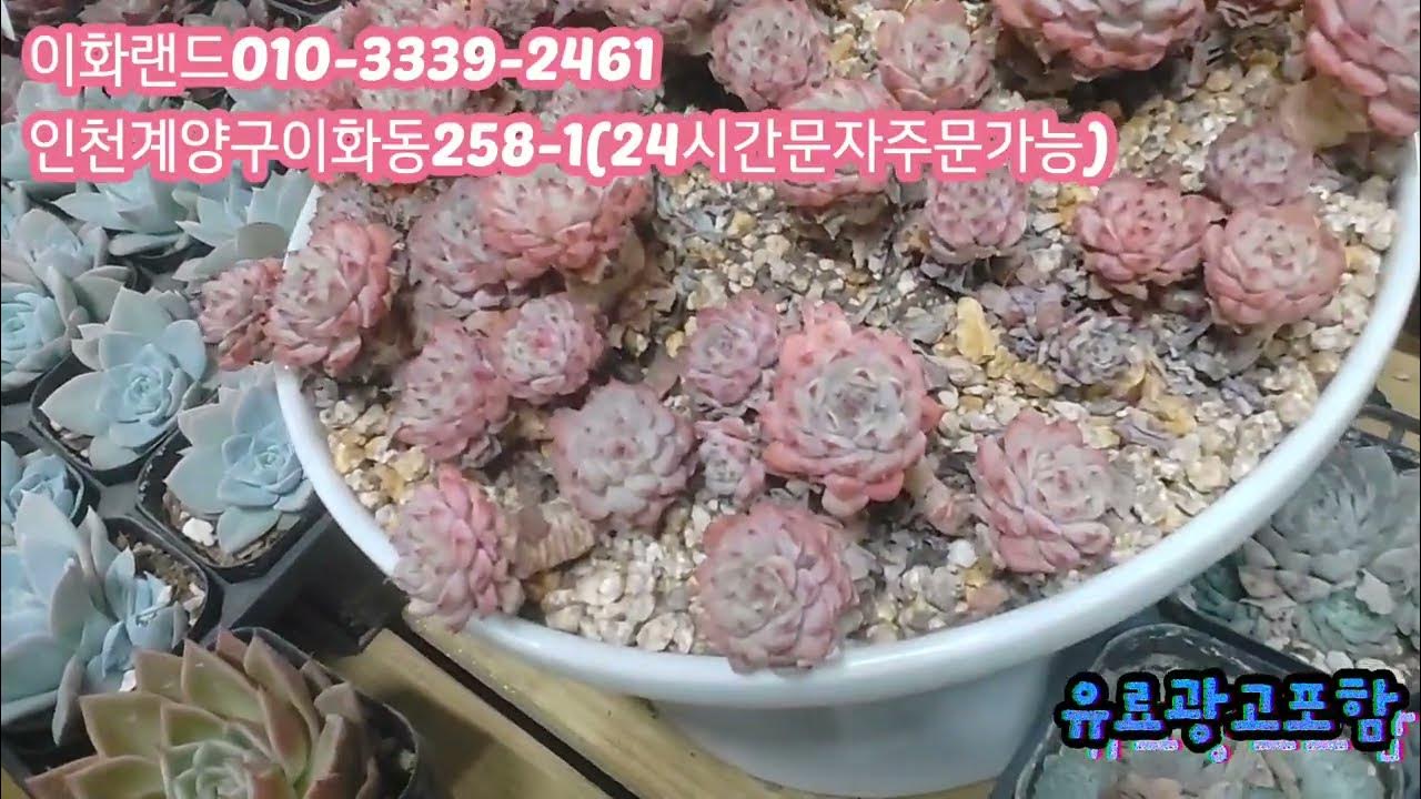 베란다에서키우기쉬운 다육이 다남다육010 3339 2461 Youtube