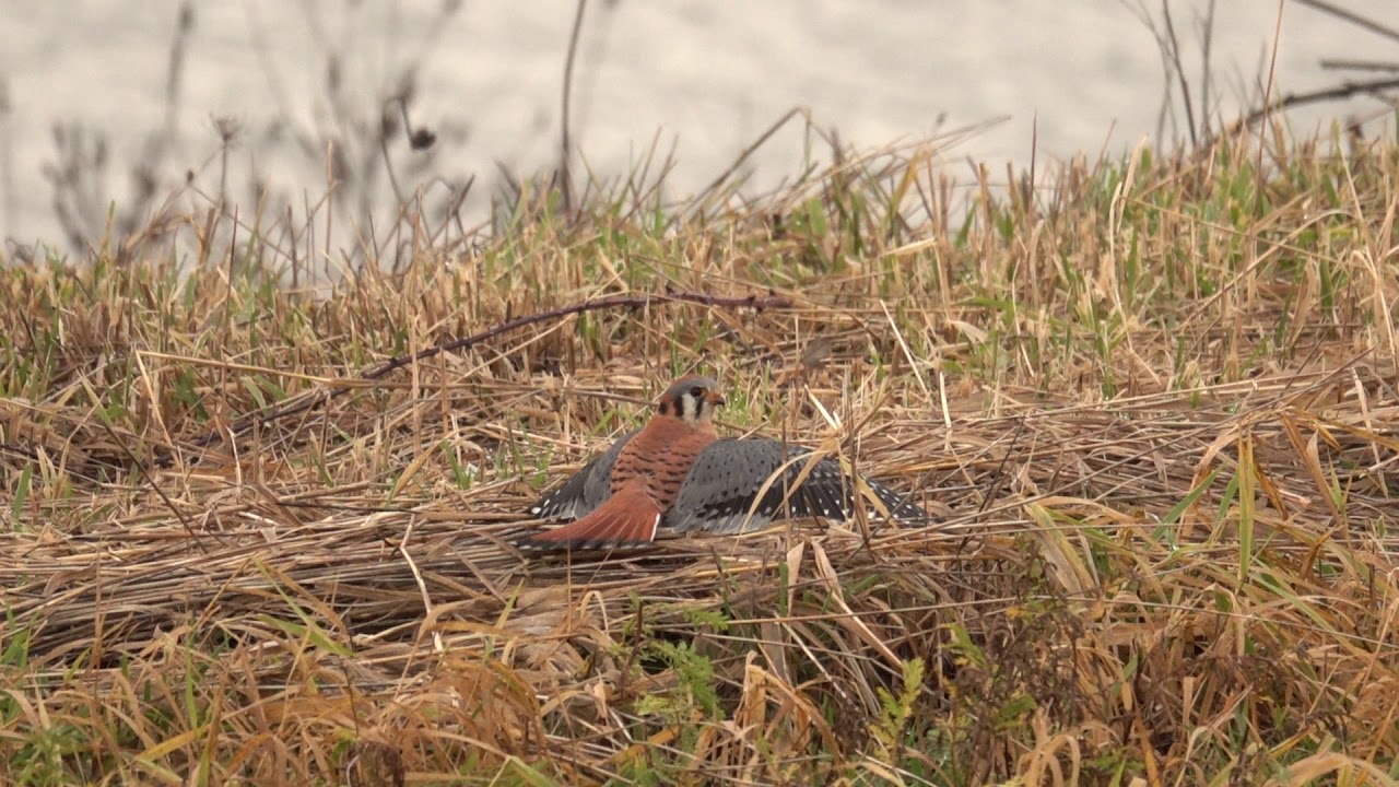 Kestrel Catching Water Vole. Пустельга ловит водяную полевку (2460sp ...