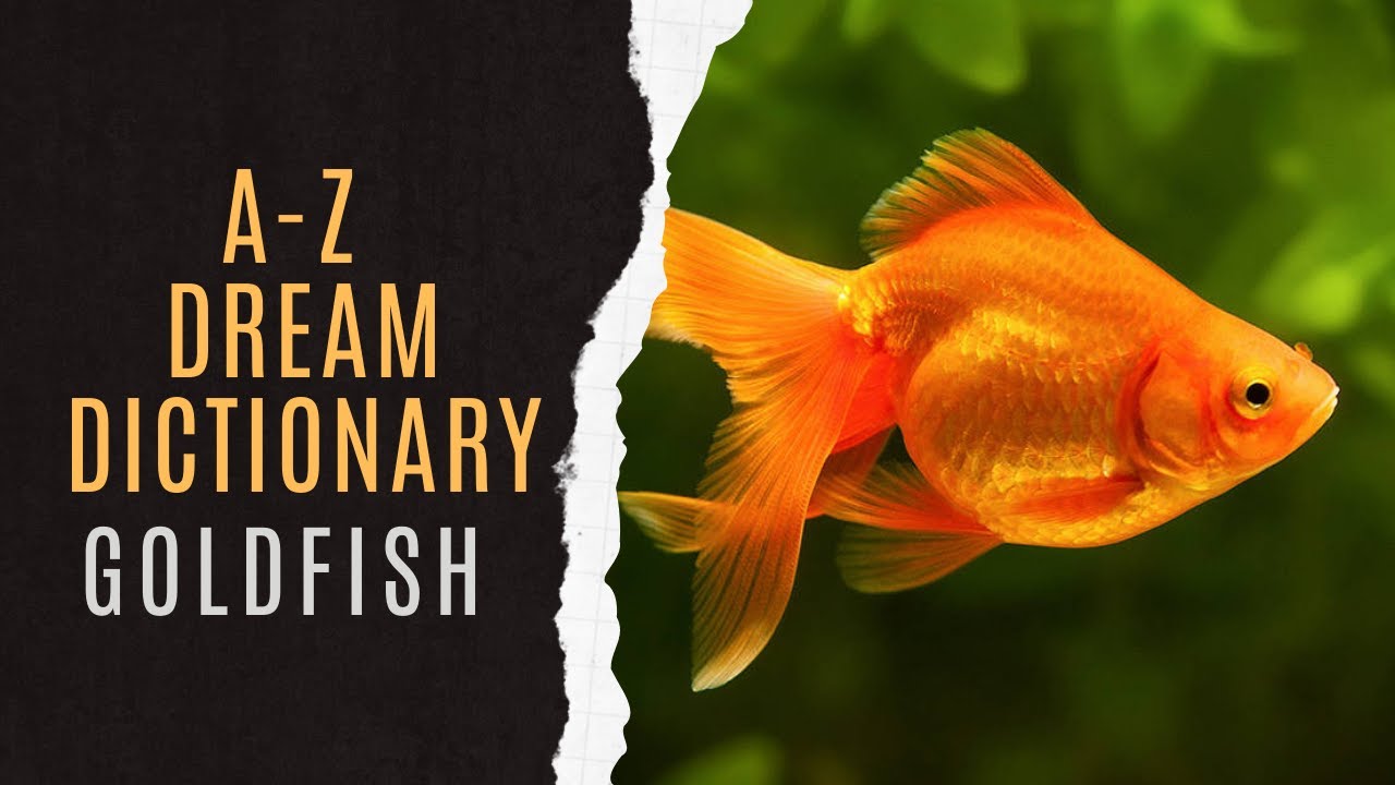 🐠Dreaming Of Goldfish Meaning | Goldfish Dream Dictionary | Dreaming ...