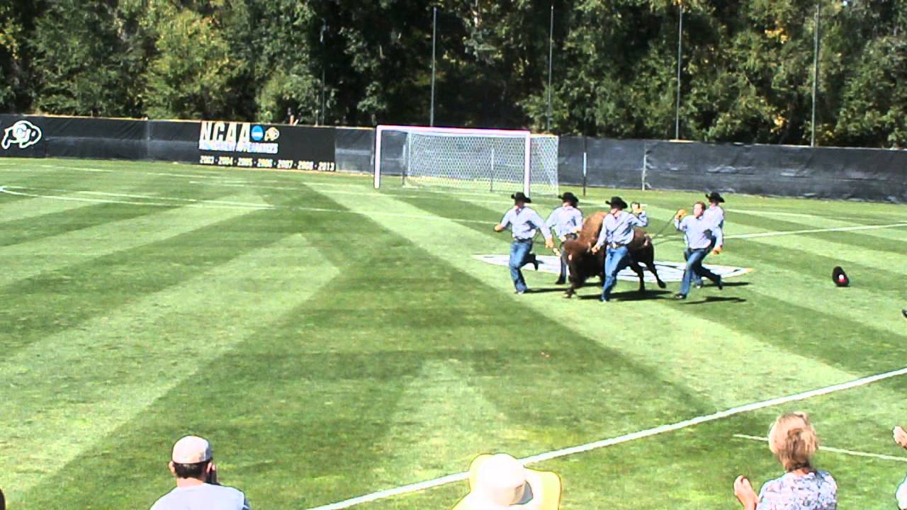 Ralphie The Buffalo At Prentup Field, Boulder, CO 9/27/2014 - YouTube