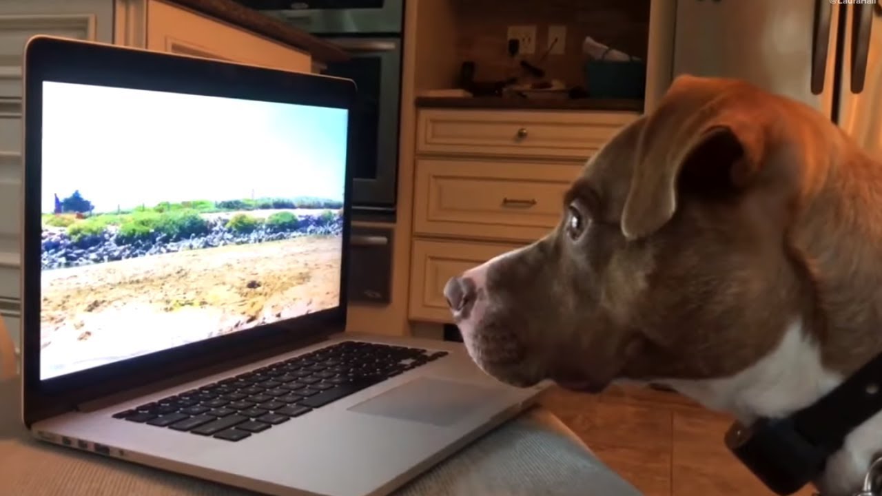 Intrigued pup can't stop watching dogs on laptop - YouTube