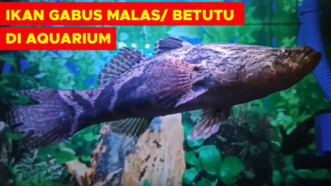 Ikan Gabus Malas/Betutu di aquarium - YouTube