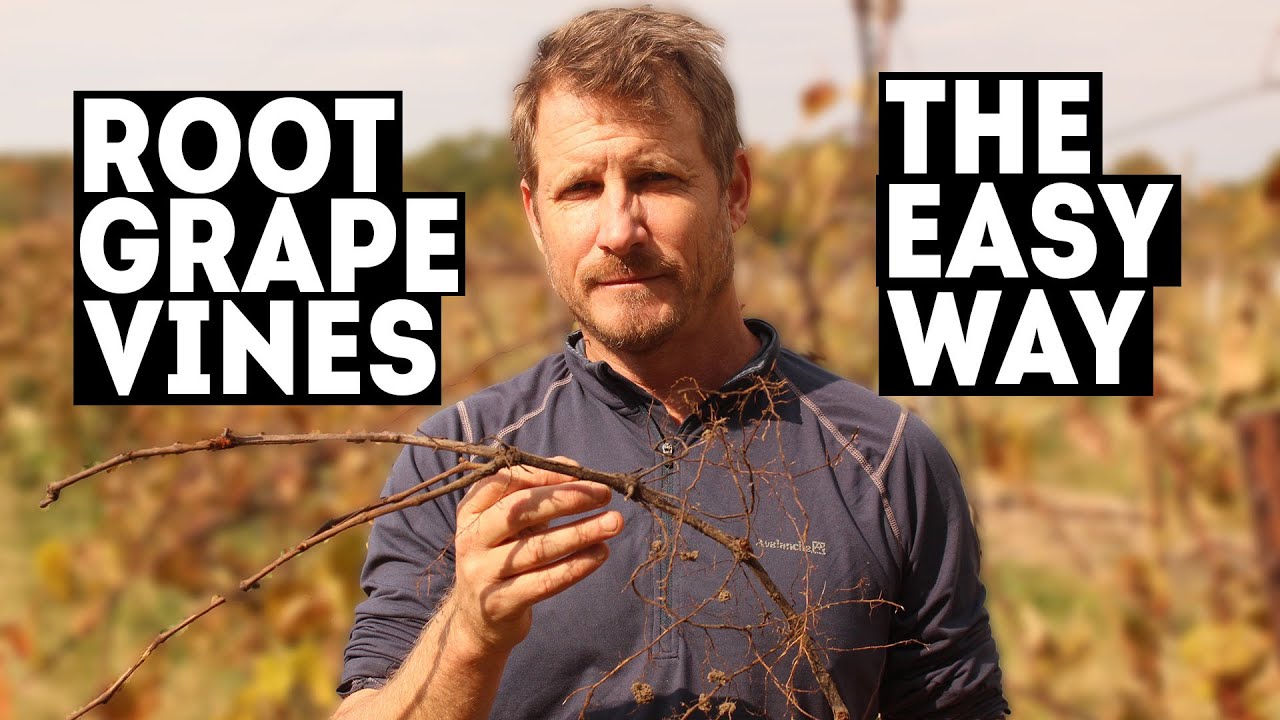 Root New Grape Vines in a Couple Months With This Method | 100% Success ...