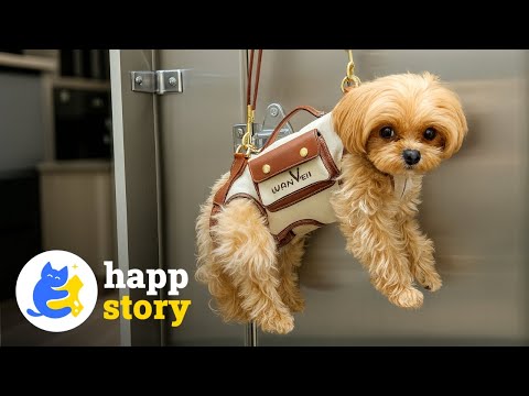 This Tiny Maltipoo Found His Perfect Best Friend… a Cat! | HAPP