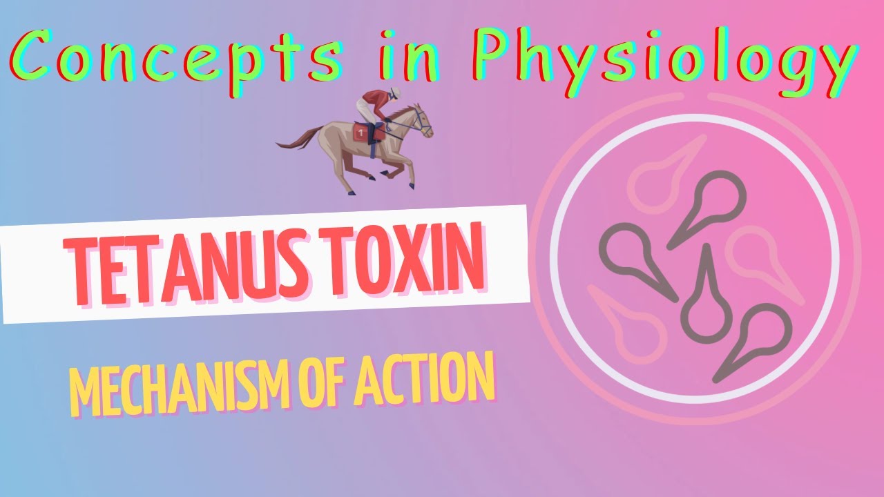 TETANUS TOXIN - MECHANISM OF ACTION - YouTube