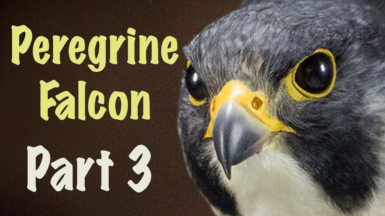Peregrine falcon finished. Part 3. - YouTube