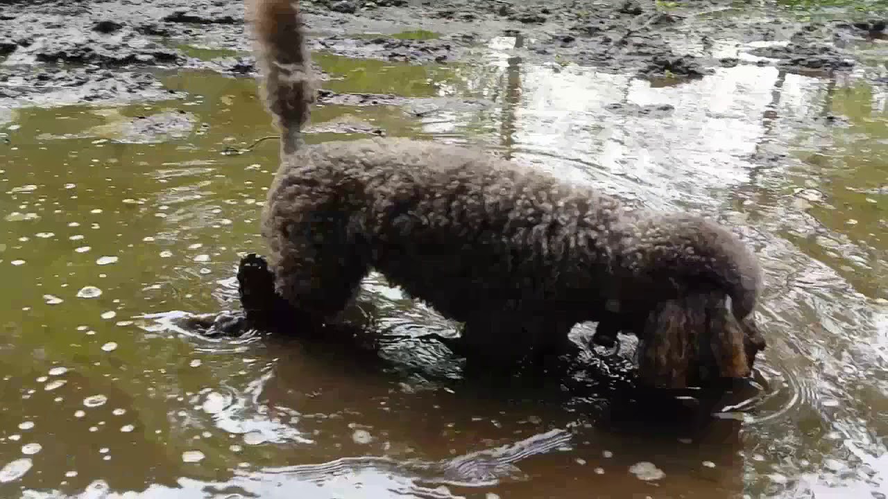 Miniature poodle Bo having fun in a pool of mud - YouTube