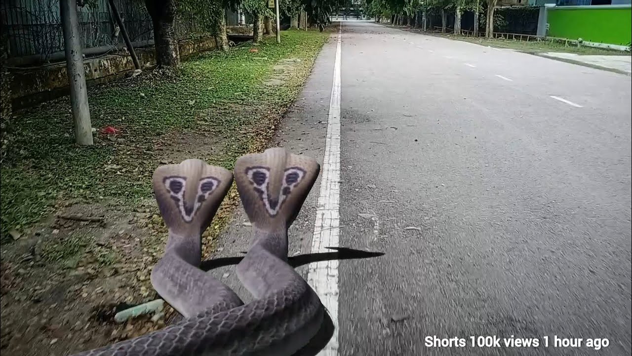 snake new video🌳🐍🏡|| snake video 2024 #happynewyear2024 #viral #youtube #trending #snake - YouTube