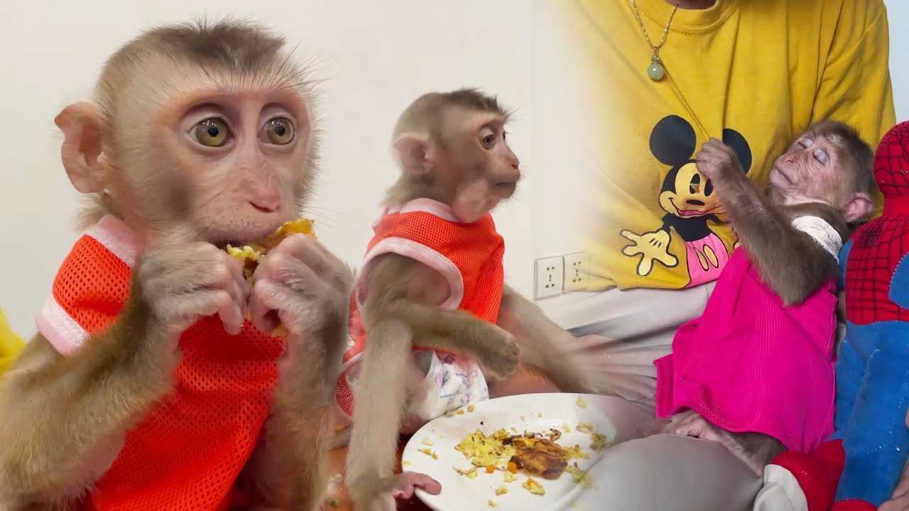 Watch these little monkeys eagerly devour its delicious meal now! 🐒🍽️ # ...