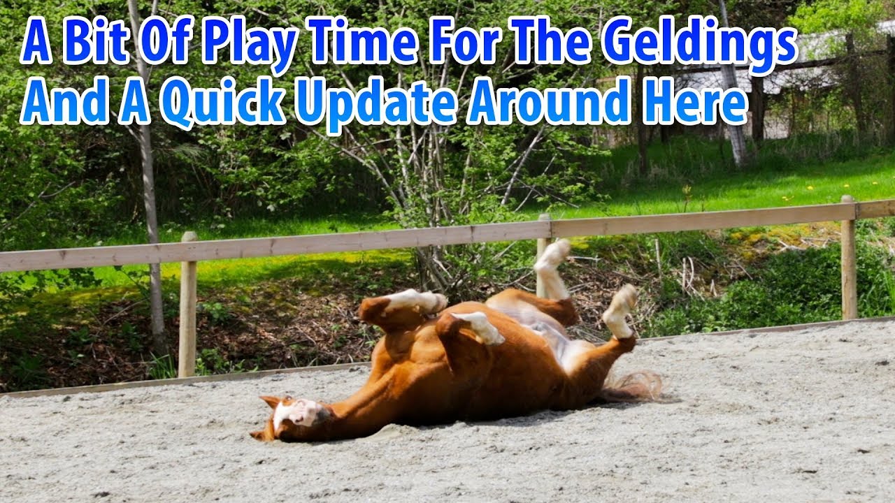 Bit Of Play Time For The Geldings And A Quick Update Around Here - YouTube
