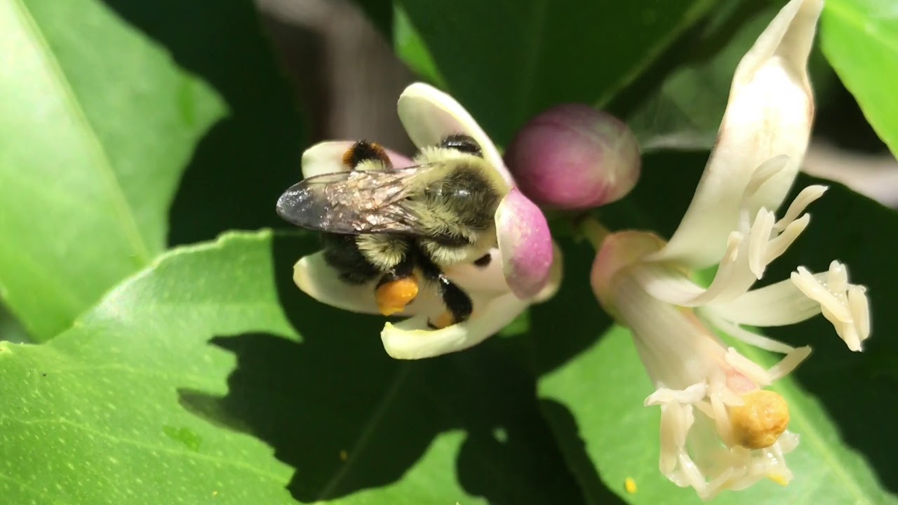 Bee with full Pollen Baskets On Lemon Tree - YouTube