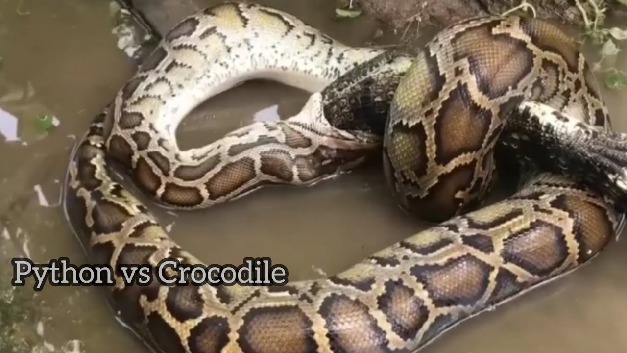python eats baby crocodile - YouTube