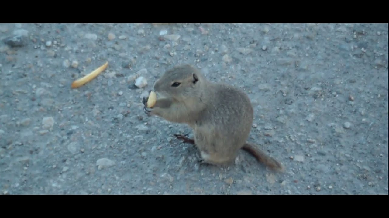 Feeding gophers fries - YouTube