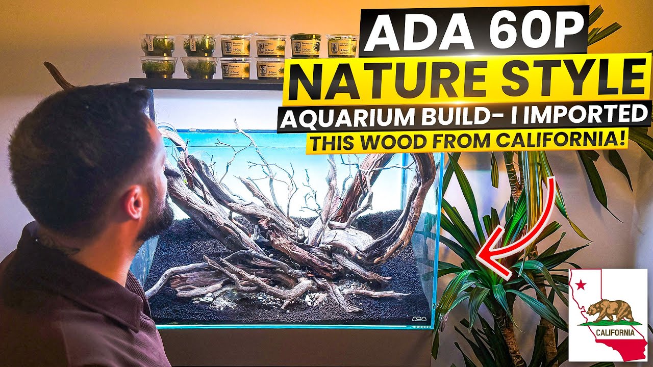 "ADA 60P Nature Aquarium Build | Aquascaping with Rare California ...