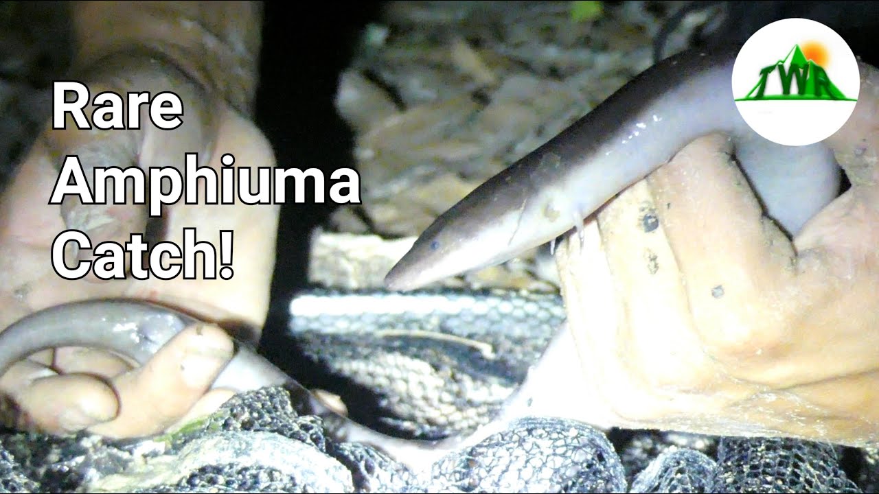 Amphiuma