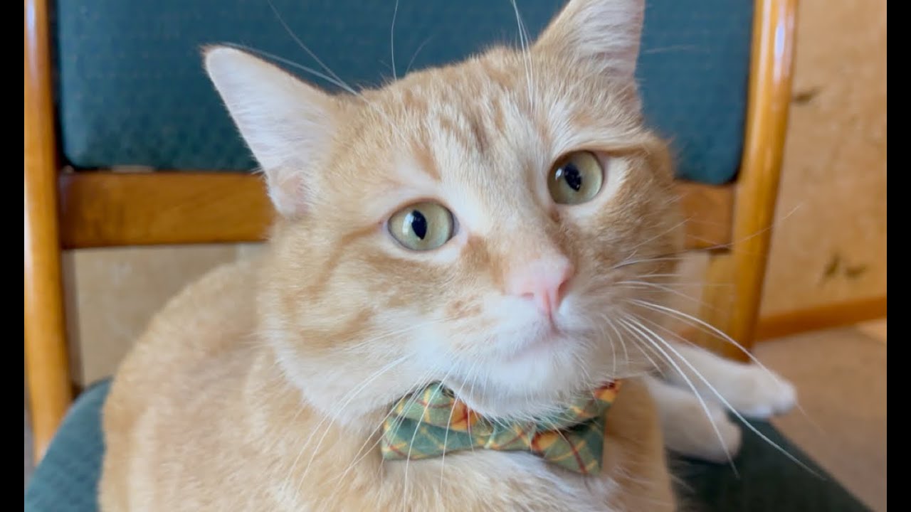 7 Months with Our Adopted Cat Thomas! - YouTube