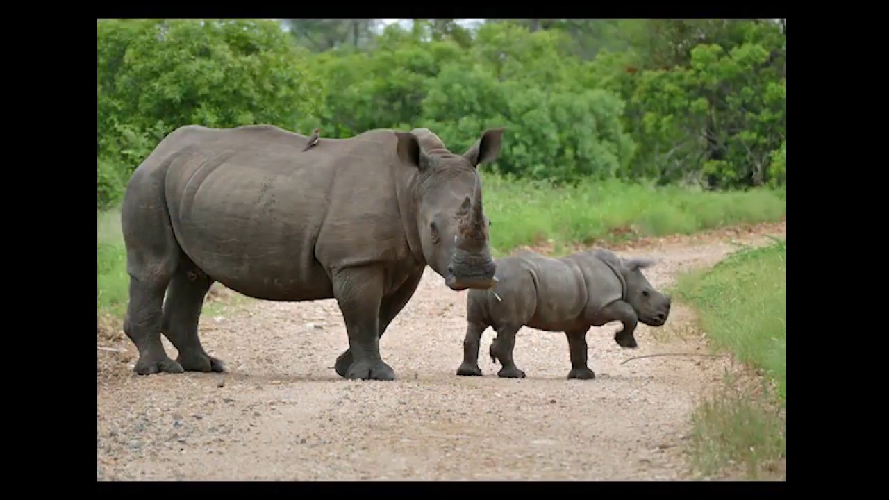 MEFUTA - Thekang Ka Leselo - YouTube