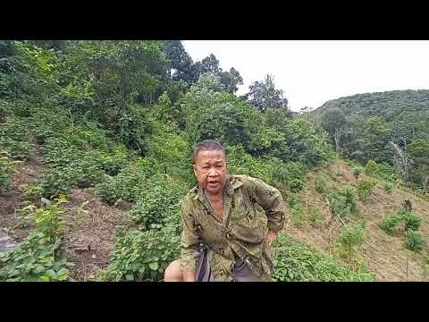 Cara menanam Nilam yg benar