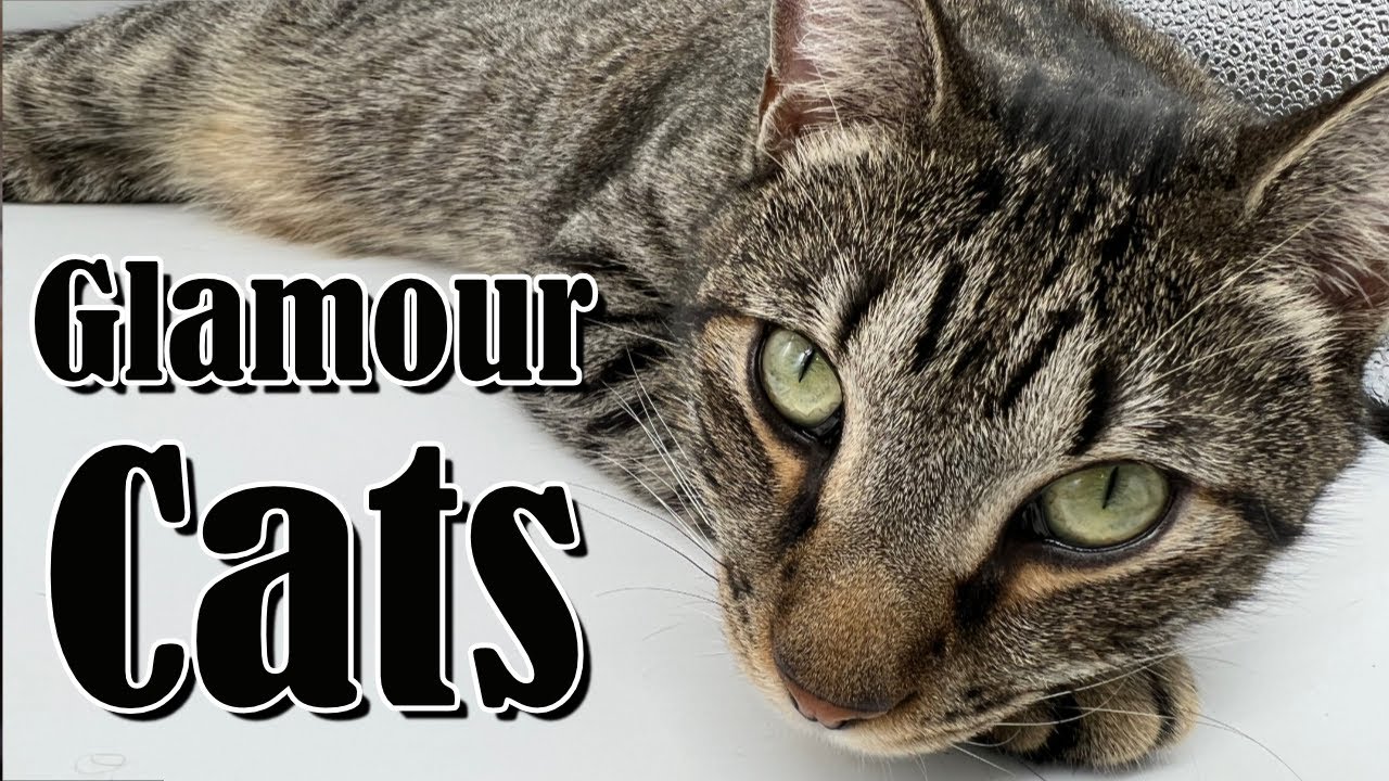 Glamour Cats - Our Cats filmed in a mini studio - YouTube