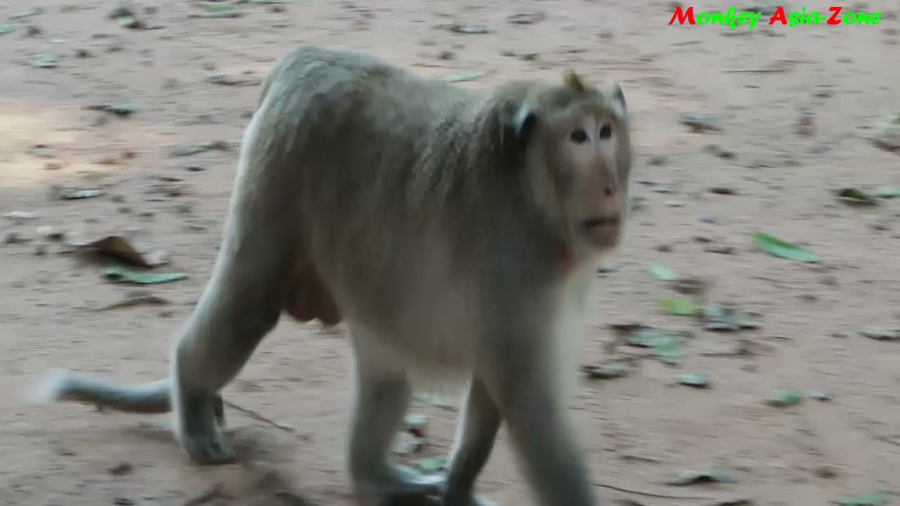 Loki Monkey Vs Duchess Monkey -Monkey David Sleep on Ground With Other ...