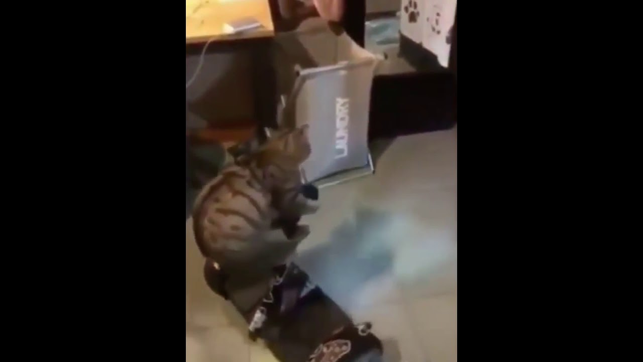 Cat Riding Hoverboard meme - YouTube
