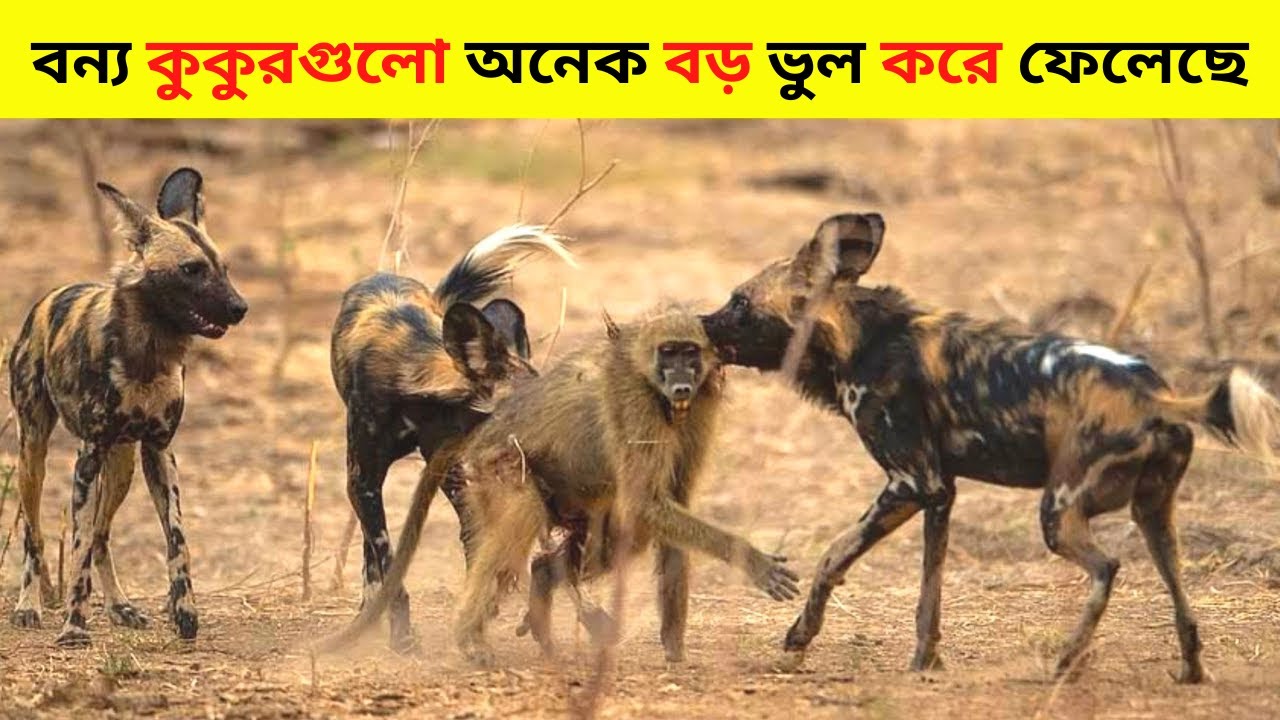 বন্য কুকুর ভুল করে বেবুনের এলাকায় ঢুকে পরে এবং এর পর যা হয় ।। When ...