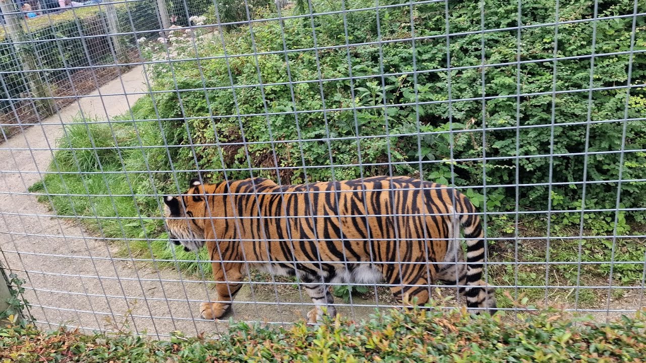 Shepreth Wildlife and Safari Park zoo in Cambridge #wildlife #safari # ...