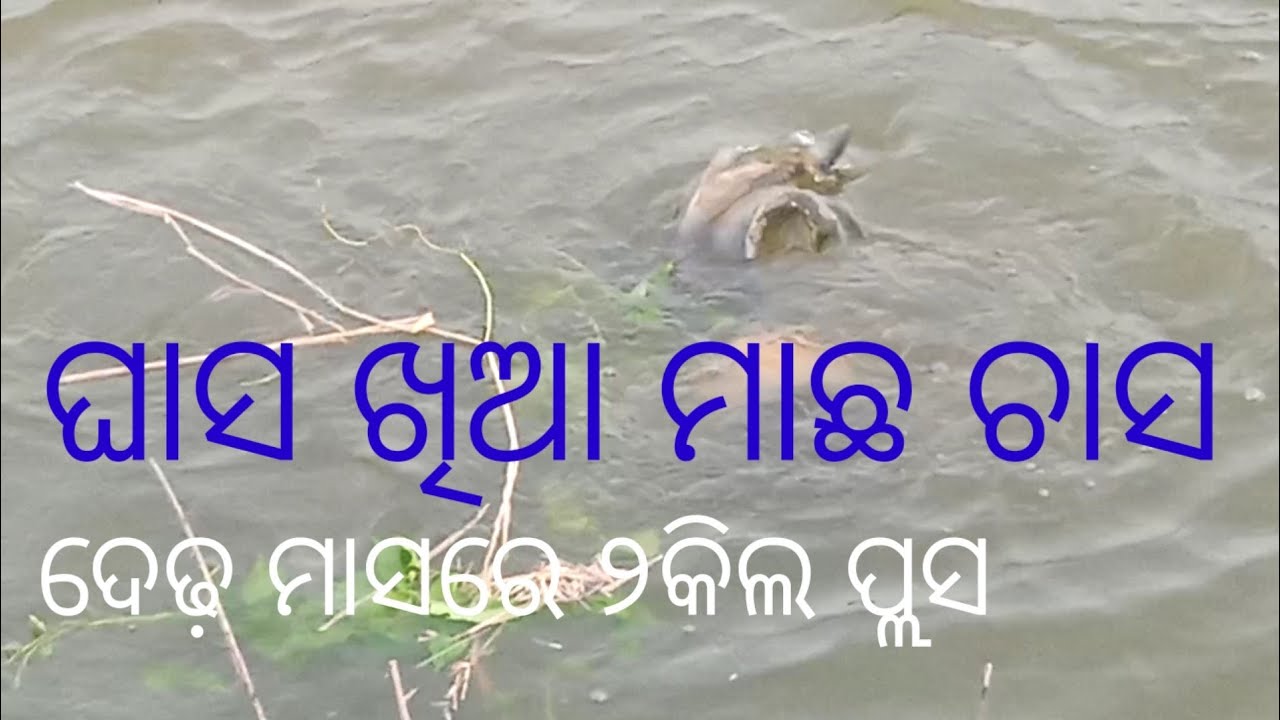 ଘାସ ଓ ଲଟ ଖାଇ ୧ ମାସରେ 3କିଲ||#ghasa o lati khia macha||How to start pond ...