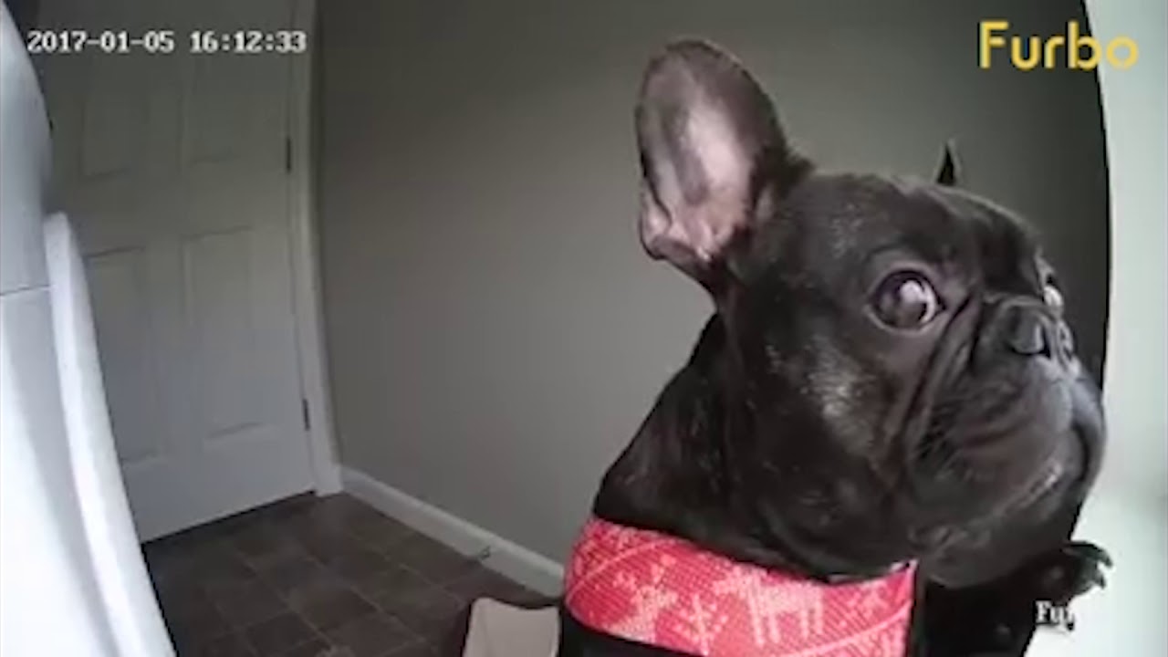 home-alone-french-bulldog-is-howling-because-he-misses-his-mom-youtube