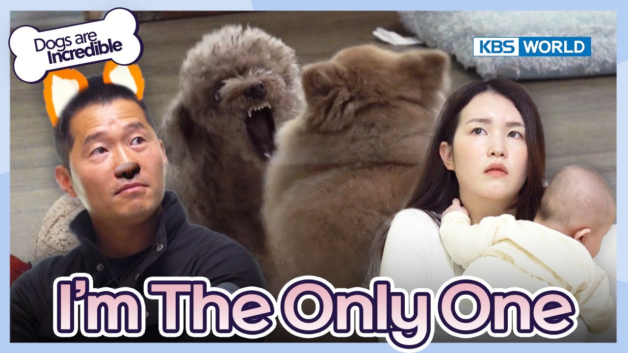 I’m The Only One 😈 [Dogs are incredible : EP.201-2] | KBS WORLD TV ...