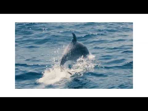 Beautiful Dolphins Video Montage