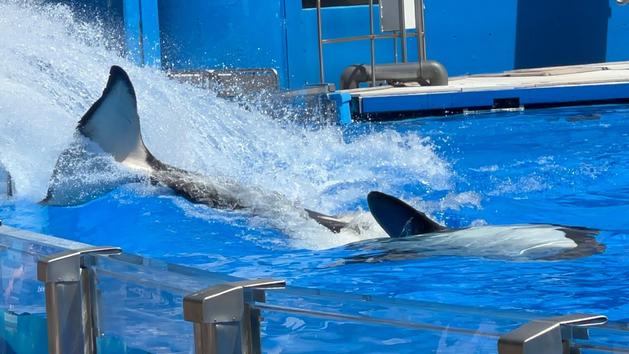 Malia Finishes the Show, Orca Encounter (Full Shortened Show) [4/1/23 ...