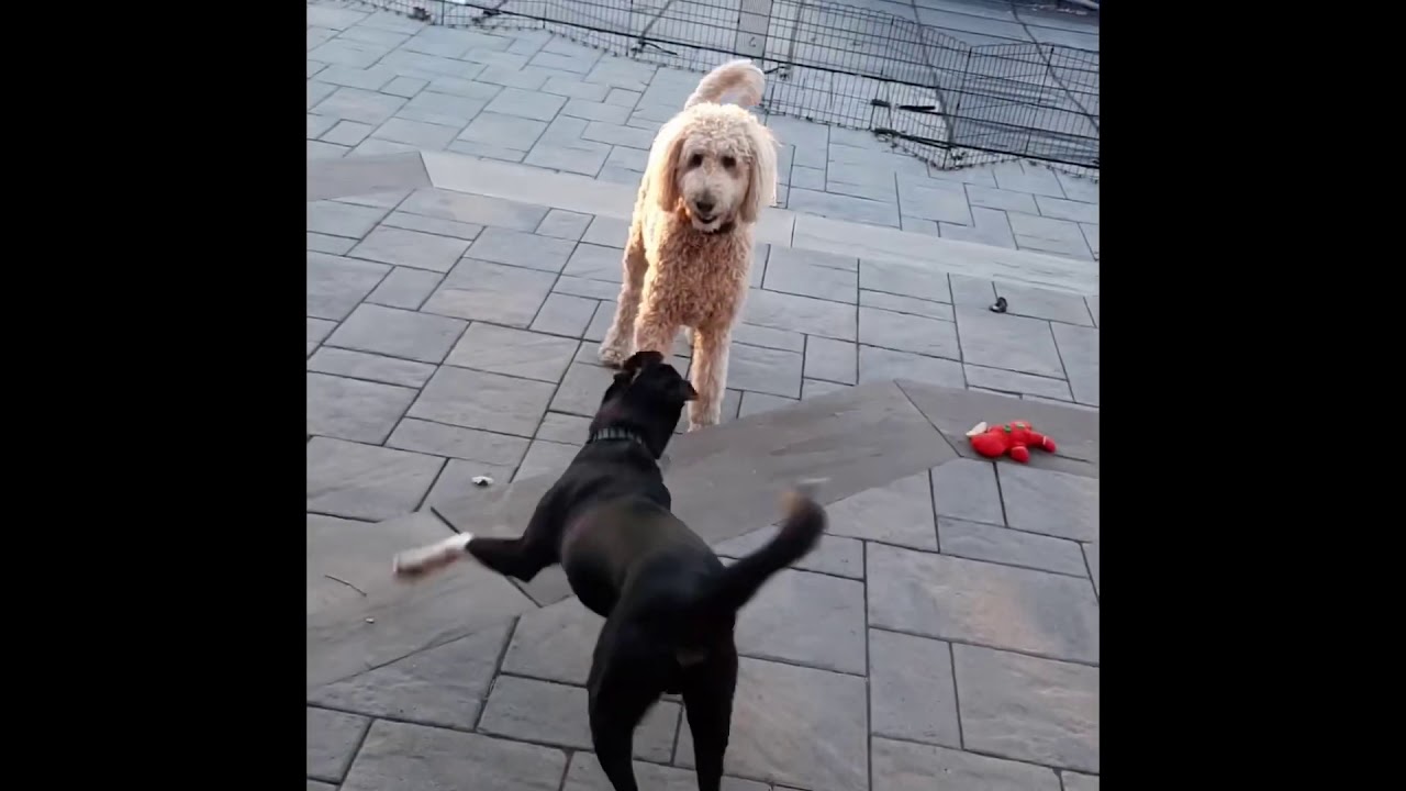 Save Me Dog Rescue - Kennedy -ADOPTED - YouTube