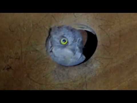Pollos de autillo (Otus scops) en caja nido - 16/07/2016