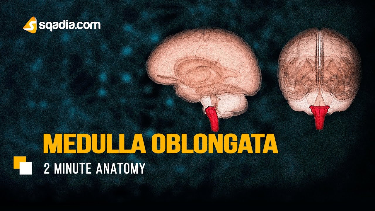 Medulla Oblongata | Neuro-Anatomy Video | Medical Education | V ...