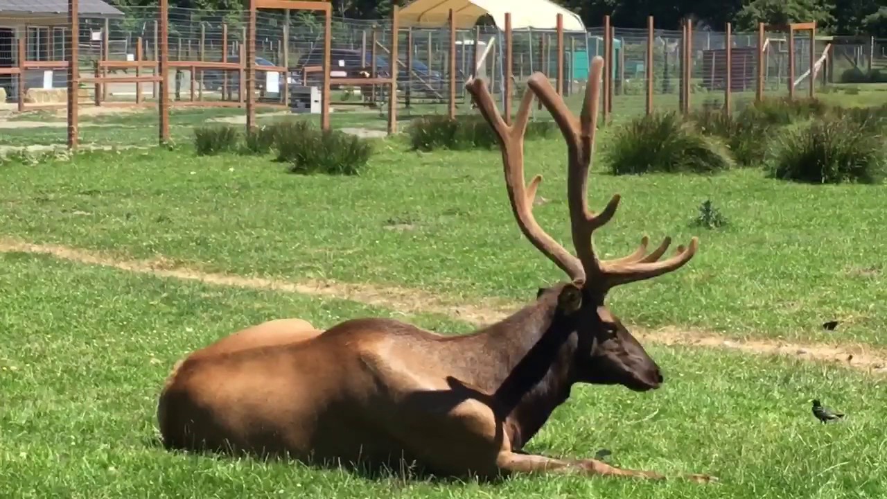 Olympic Game Farm - YouTube