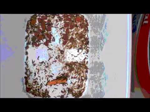Dermestids Canada Attagenus Unicolor Dermestid Beetle Colony Timelapse ...