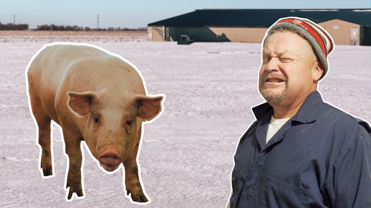 Pig Farming In The Winter - YouTube
