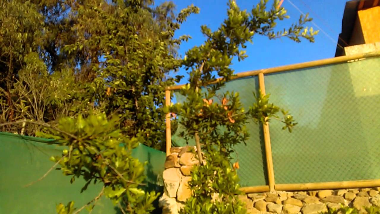 Shooting a tree! - YouTube