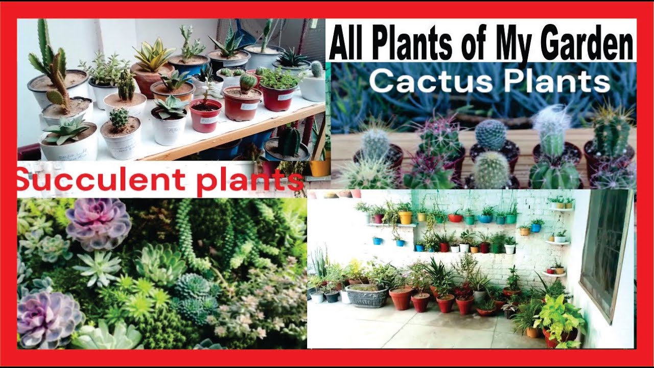 Garden Overview 🌵 || All Plants of my Garden 🥀 || My Terrace garden ...