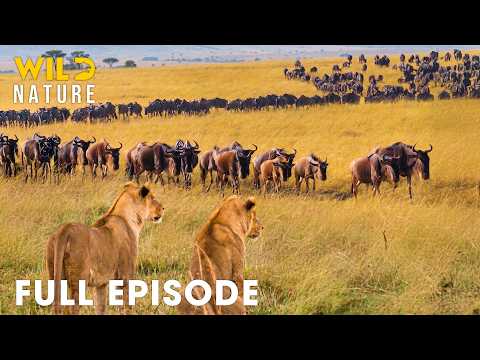 WILD SERENGETI | Battle for Survival in Predator Territory I MEGA EPISODE I Wild Animals