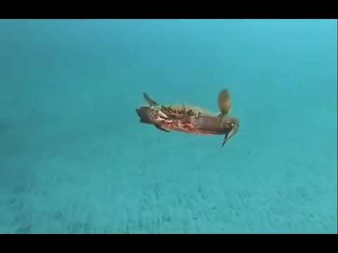 crab takes flight - YouTube