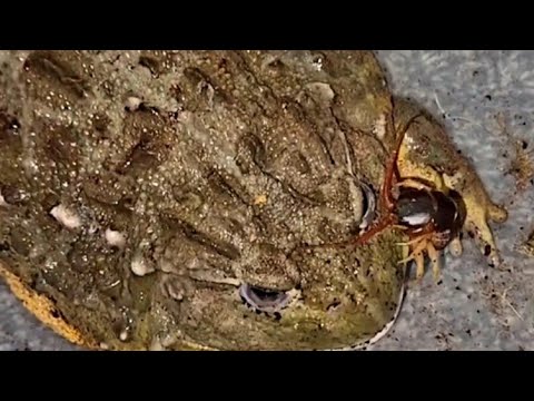 Pixie Frog Eats The Giant Centipede / Warning Live Feeding - YouTube